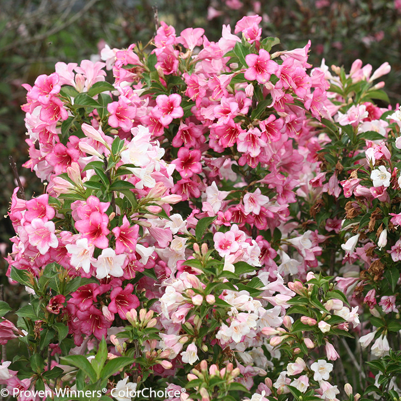 Czechmark Trilogy Weigela | Plant Addicts
