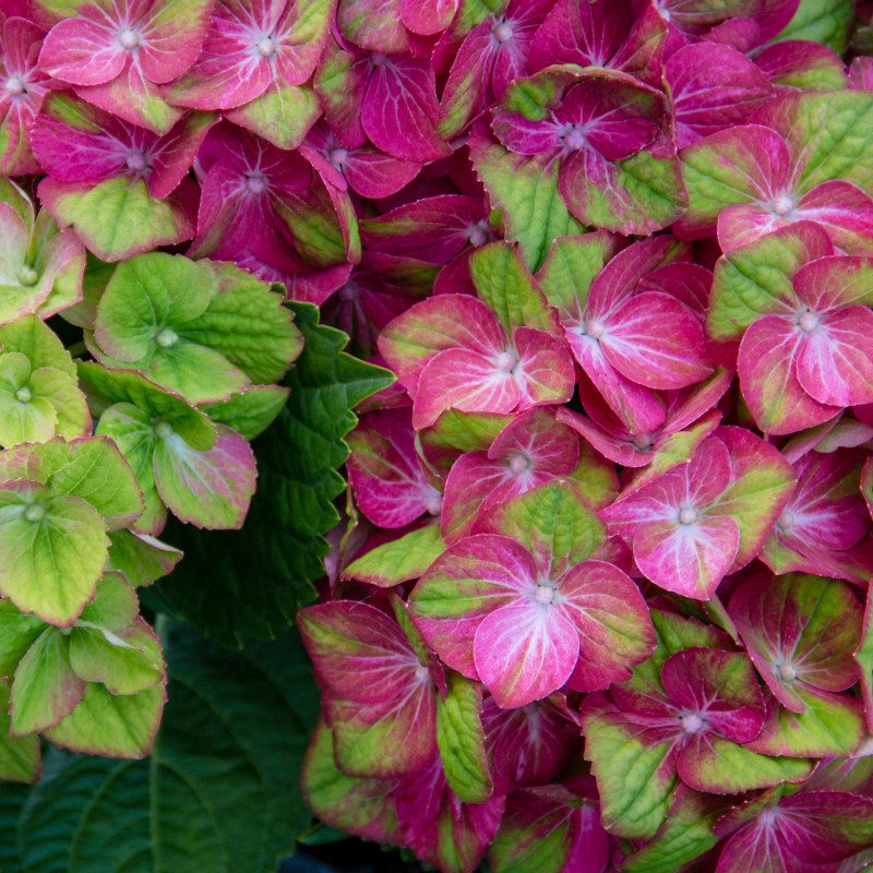 Pink Dynamo™ Mountain Hydrangea | Plant Addicts