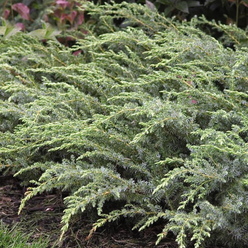 Gnom Juniper | Plant Addicts