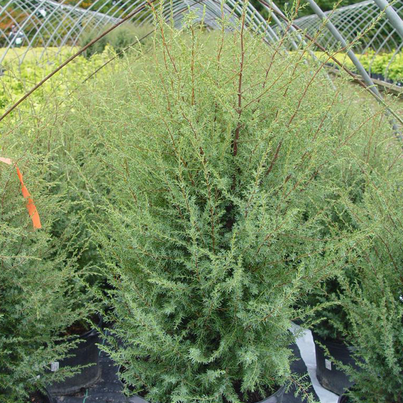 Parsoni Juniper | PlantAddicts.com