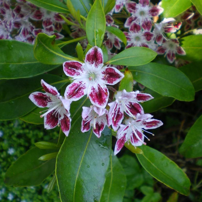 Raspberry Glow Mountain Laurel | Plant Addicts