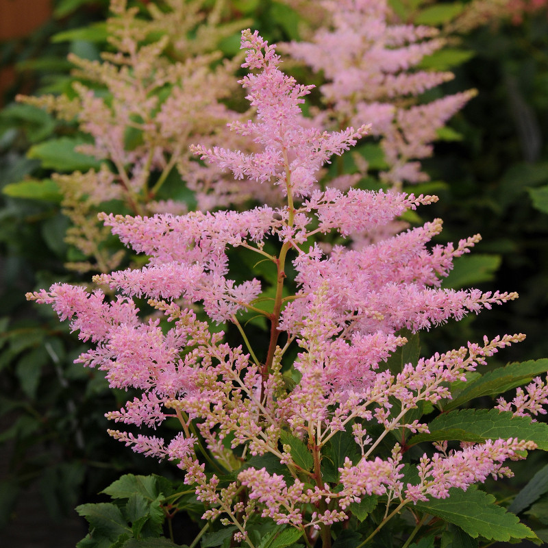 Rheinland Astilbe | Plant Addicts