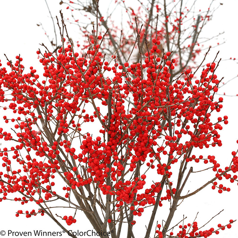 Red Sprite Winterberry | Plant Addicts