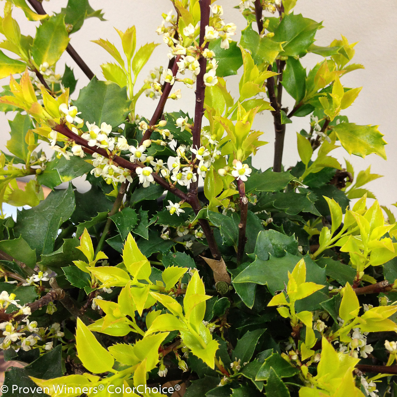 Pharos Gold Blue Holly | Plant Addicts