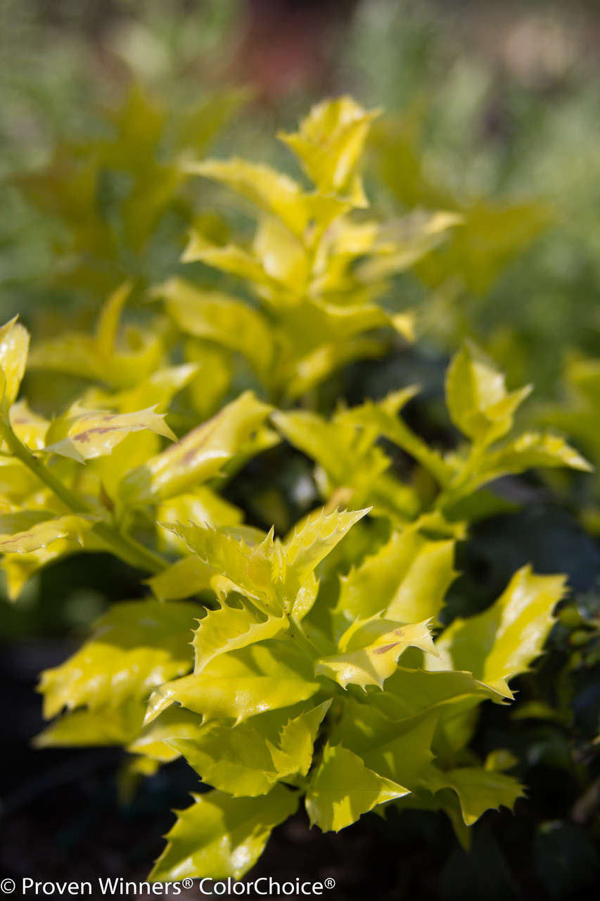 Pharos Gold Blue Holly | Plant Addicts