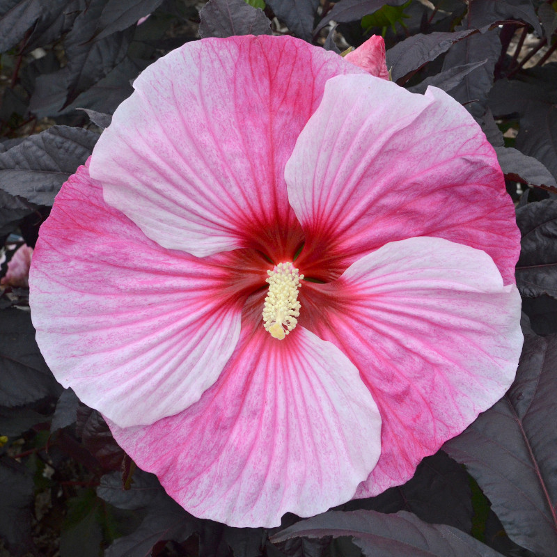 Night Light Chamaecyparis | PlantAddicts.com