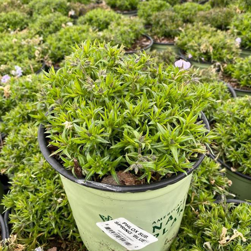 Spring Bling Ruby Riot Phlox | Plant Addicts