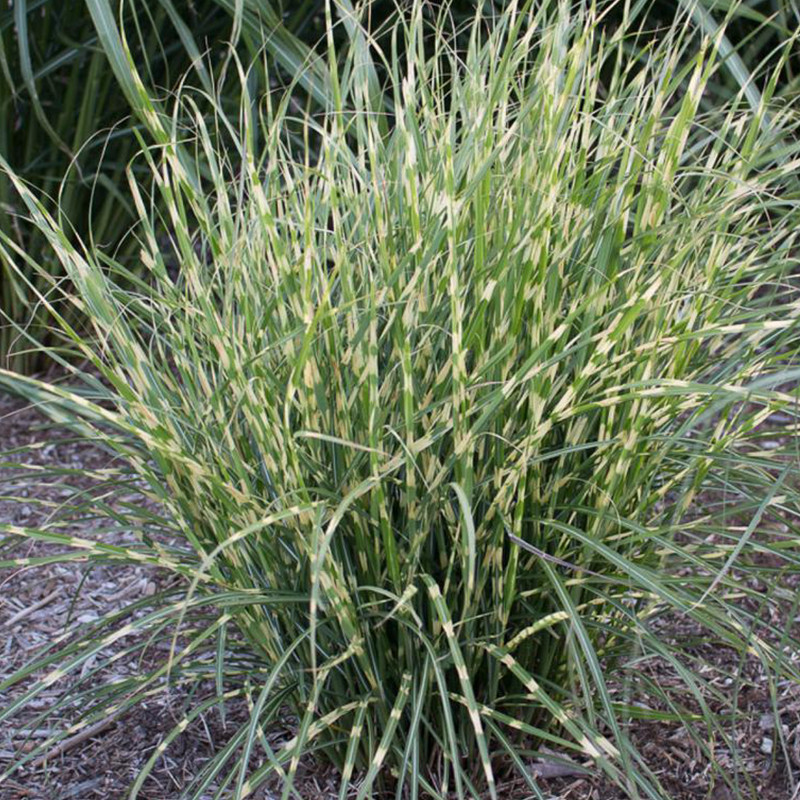 Gracillimus Maiden Grass | Plant Addicts
