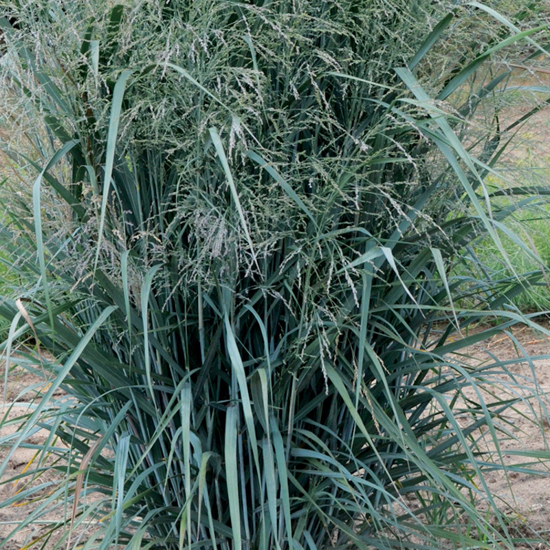 Cape Breeze Switch Grass | Plant Addicts