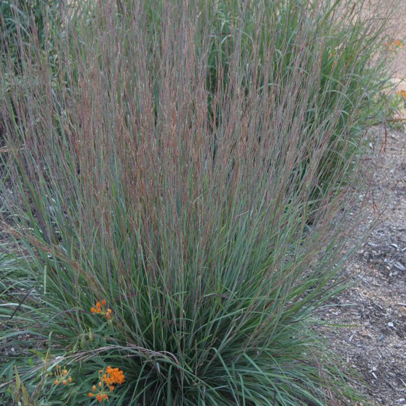 Smoke Signal Little Bluestem Grass | Plant Addicts