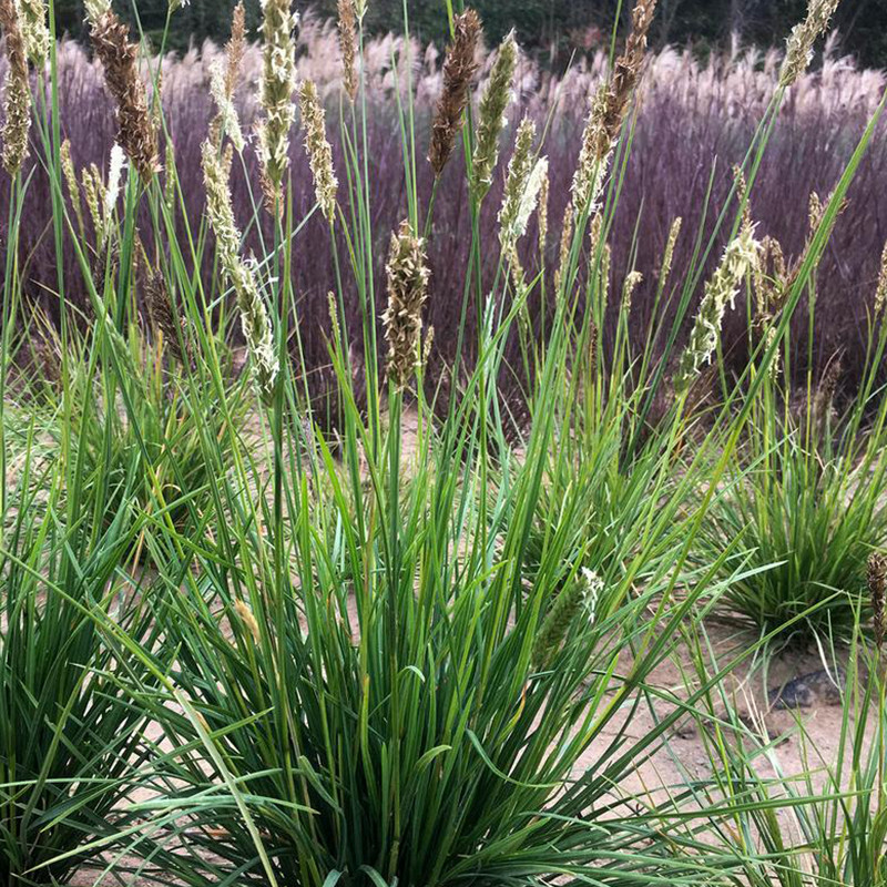 Autumn Moor Grass | Plant Addicts