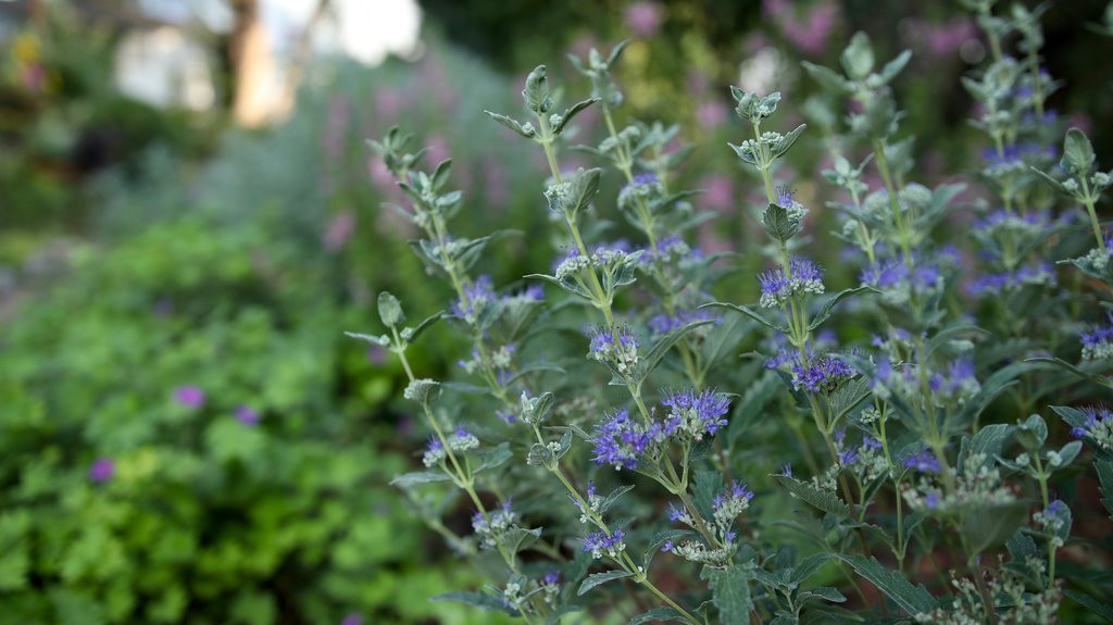Beyond Midnight® Bluebeard | Plant Addicts