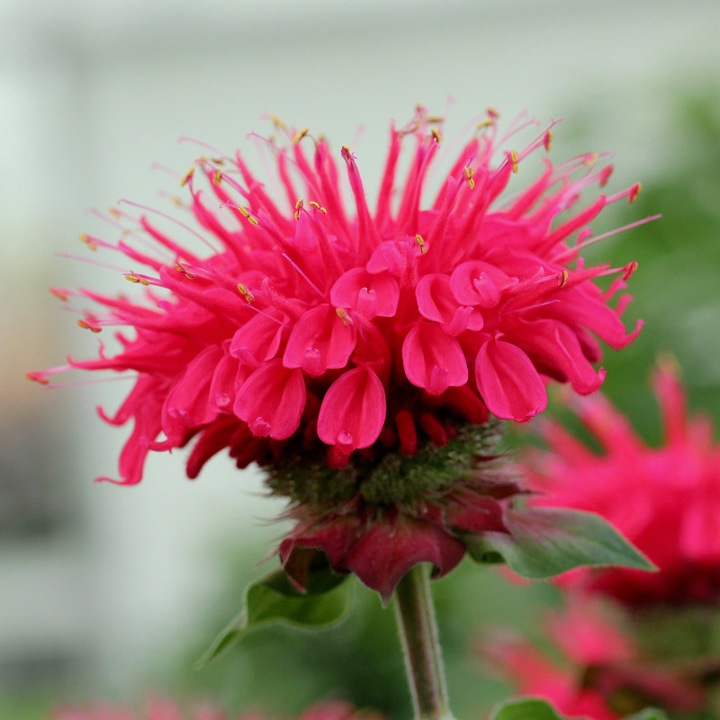 Pardon My Lavender Bee Balm | Plant Addicts
