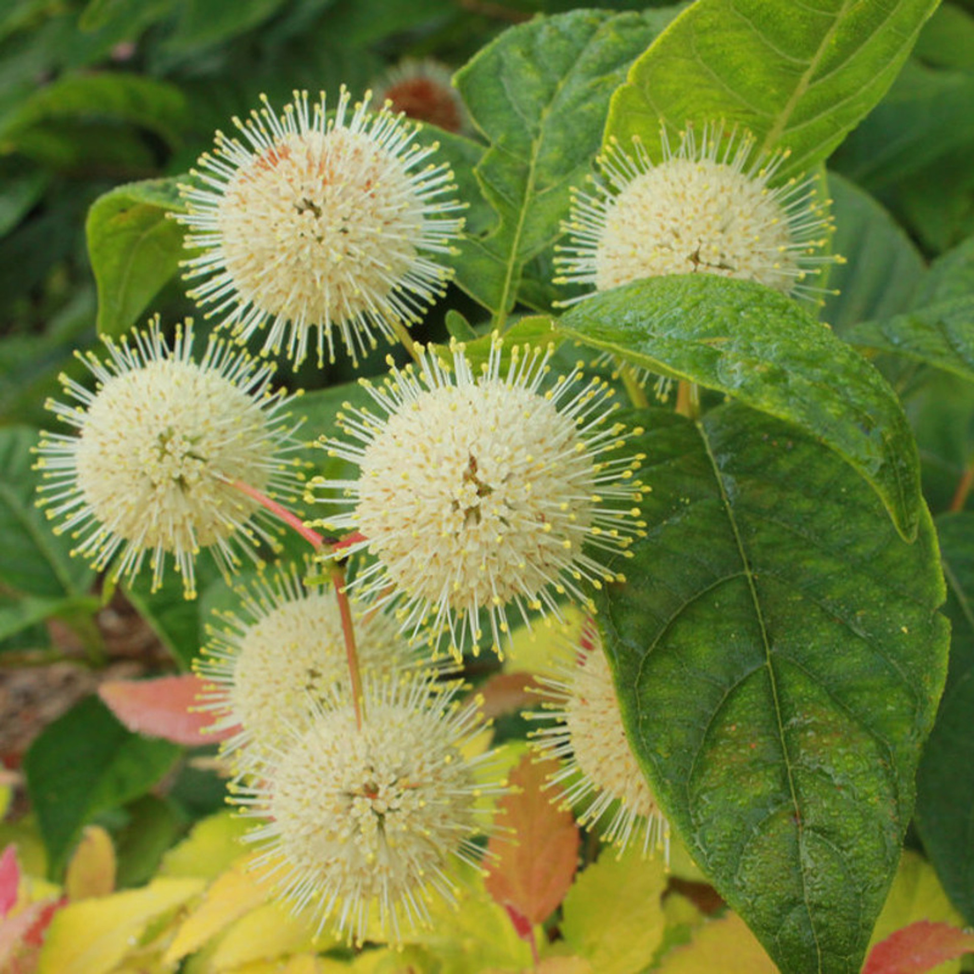 Fiber Optics Buttonbush Plant Addicts fiber-optics-buttonbush-plant-addicts