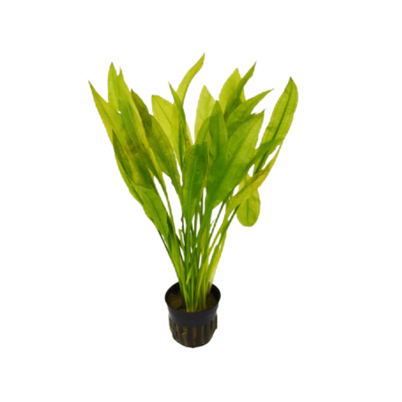 Amazon Sword Plant | Plant Addicts
