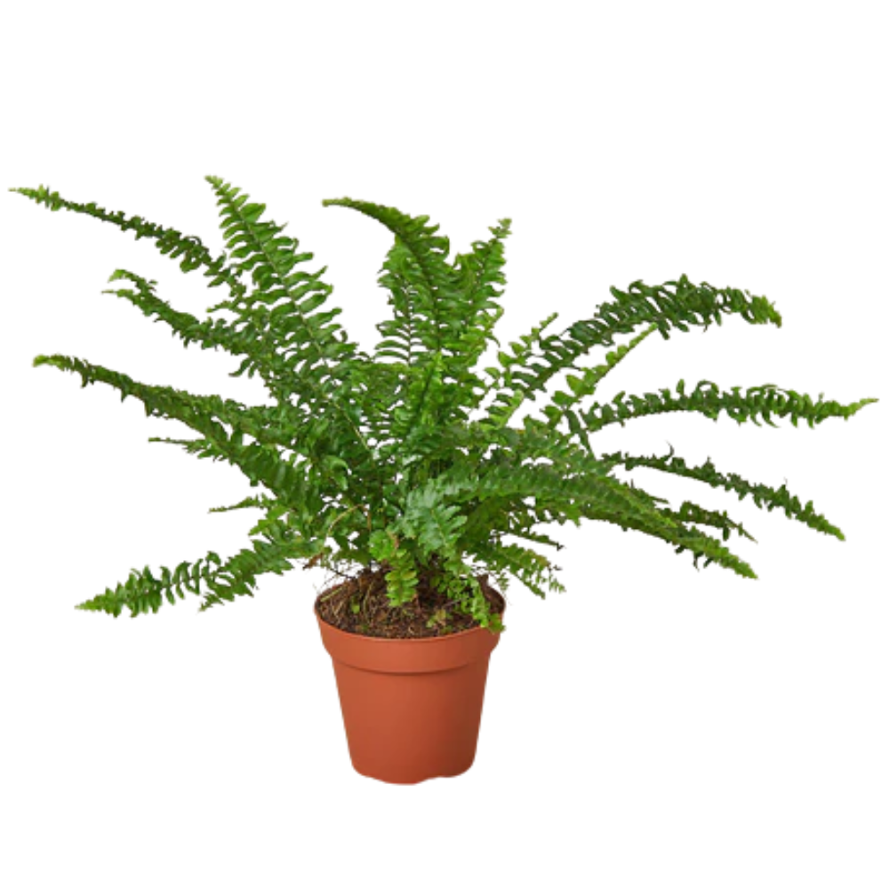 Jester's Crown Fern | Plant Addicts