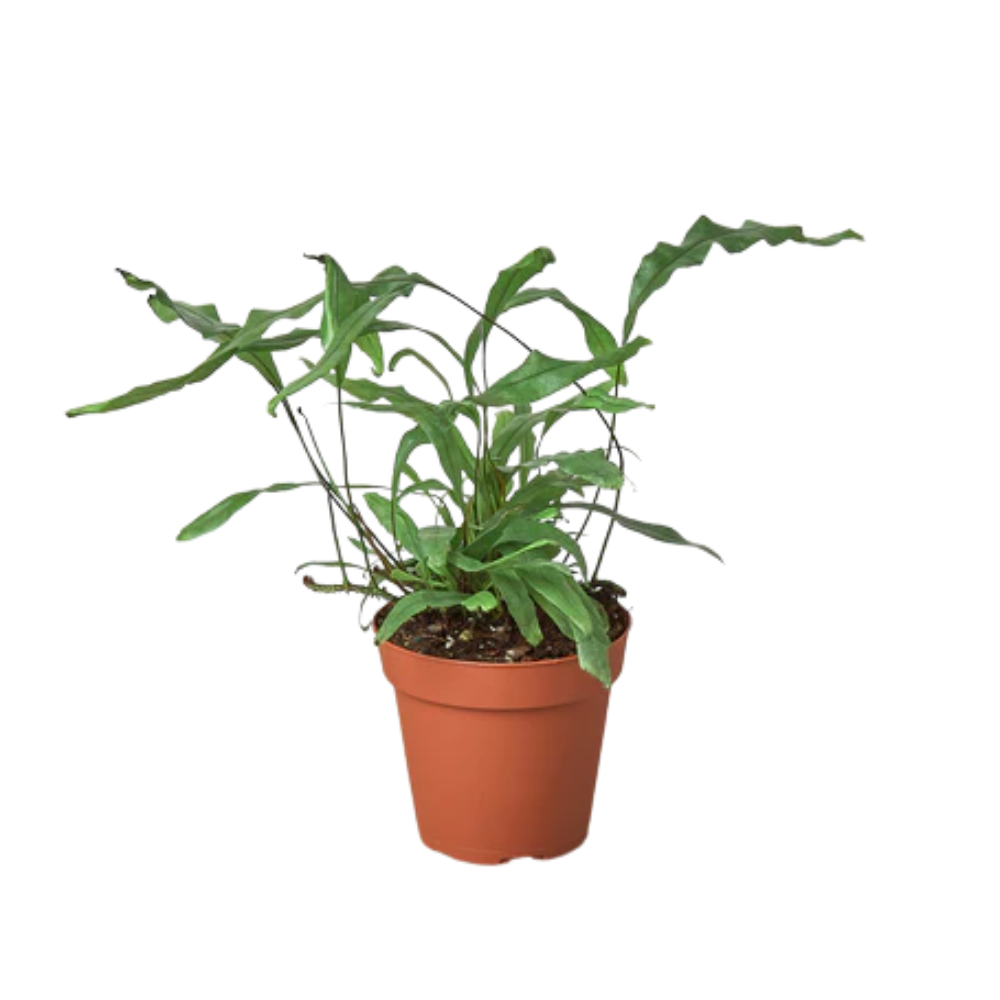 Ghost Fern | Plant Addicts
