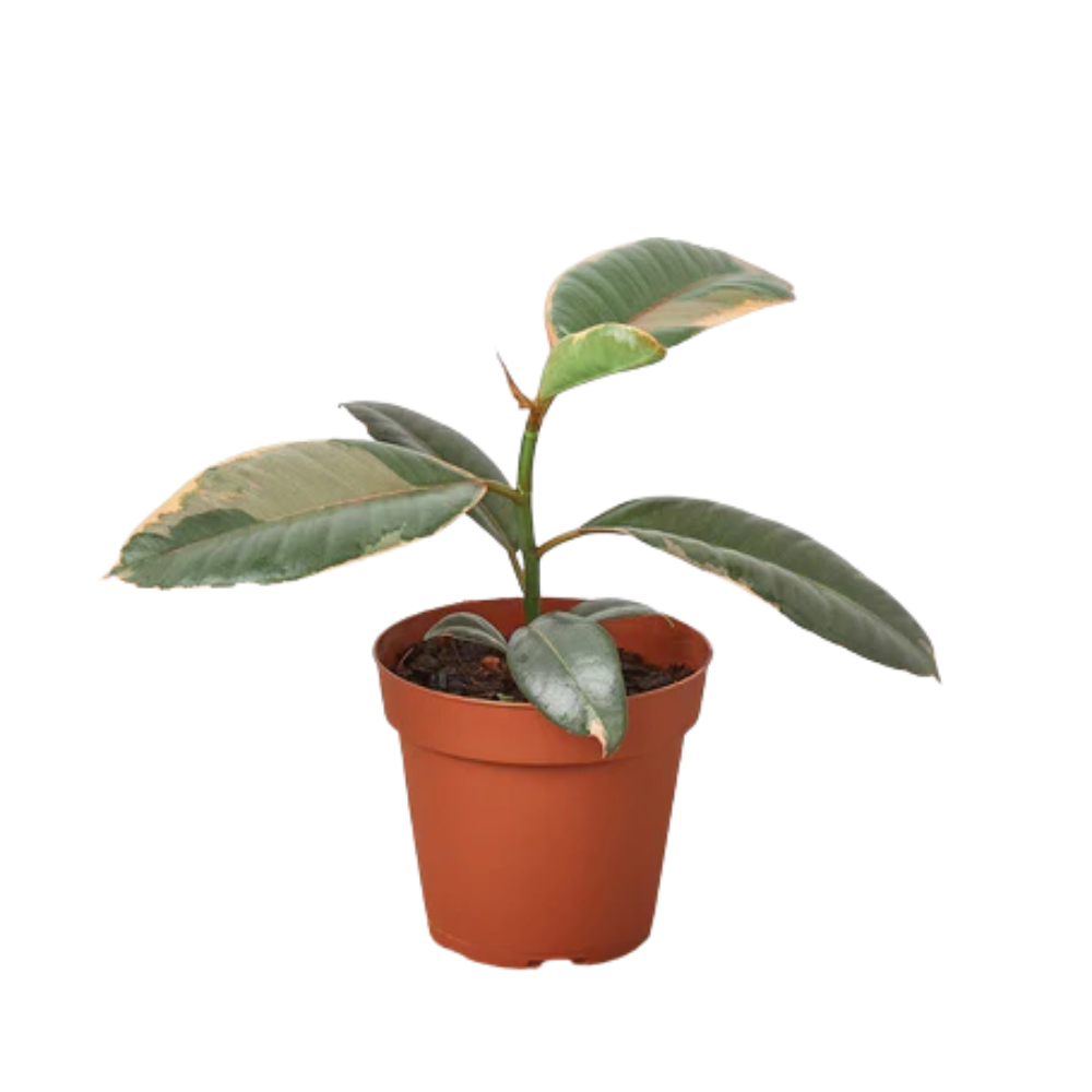 Ruby Pink Rubber Tree | Plant Addicts