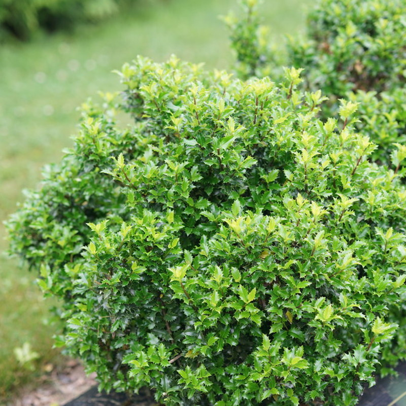 Bordeaux Dwarf Yaupon Holly | PlantAddicts.com