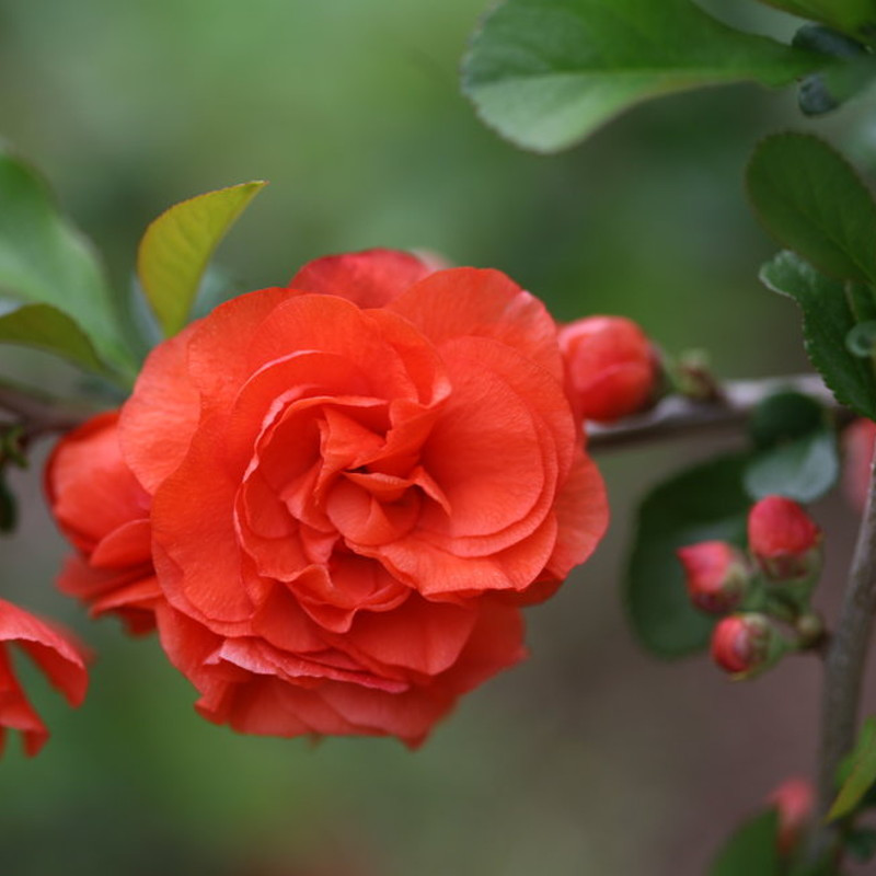 Double Take Scarlet Quince | Plant Addicts