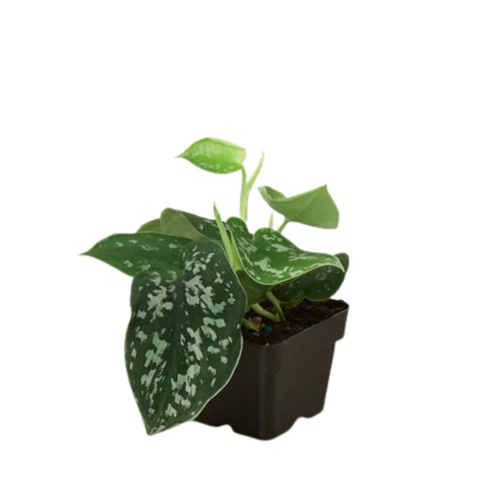 Green Queen Pothos | Plant Addicts