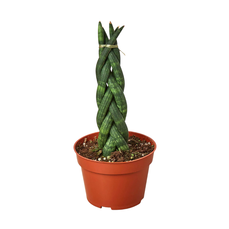 Starfish Snake Plant | Plant Addicts