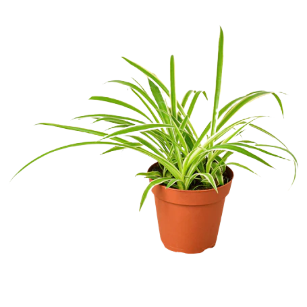 Houseplants | Indoor Plants | Plant Addicts