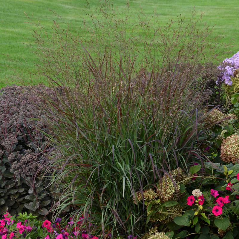 Prairie Winds® Apache Rose Switch Grass | Plant Addicts