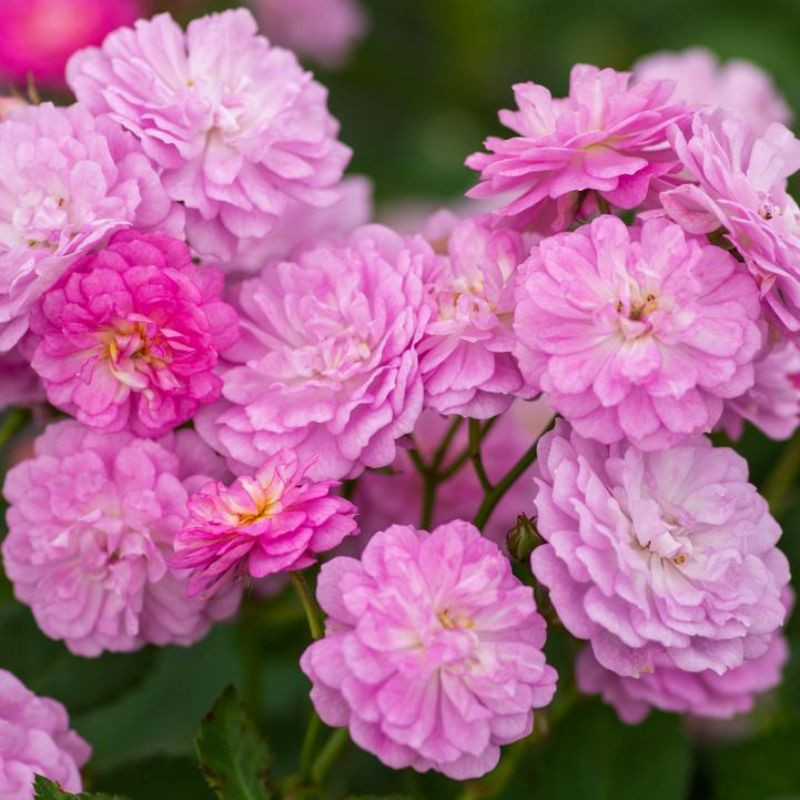 Pretty in Pink Eden Climber™ Rose | Plant Addicts