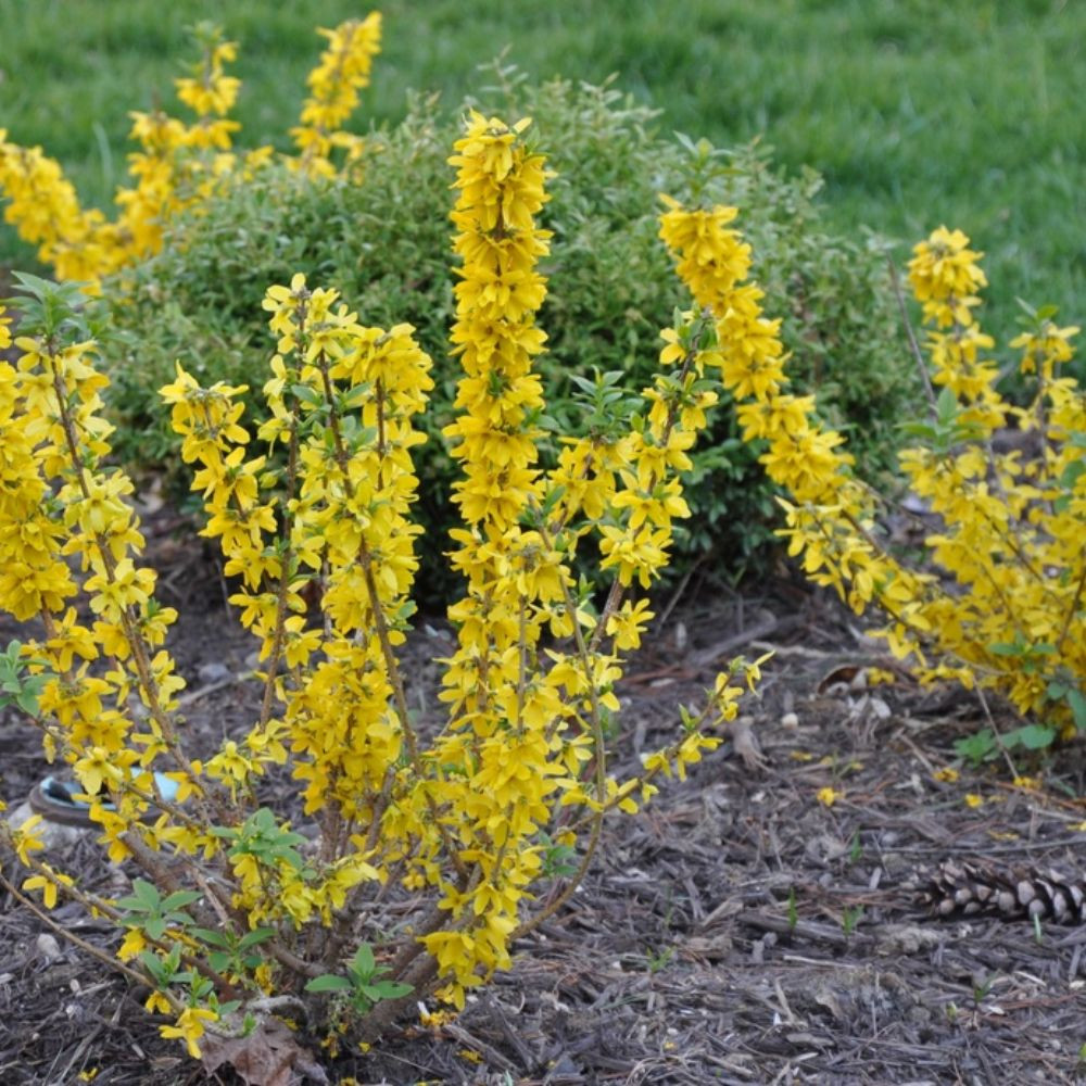Magical® Gold Forsythia | Plant Addicts