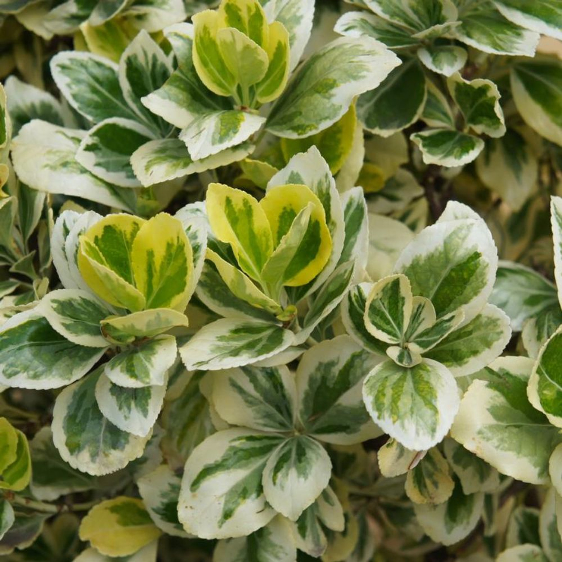 Silver Queen Euonymus | Plant Addicts