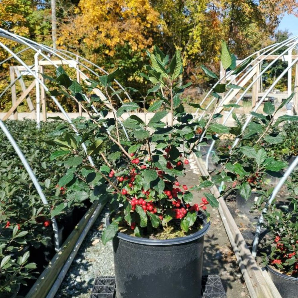 Red Sprite Winterberry | Plant Addicts