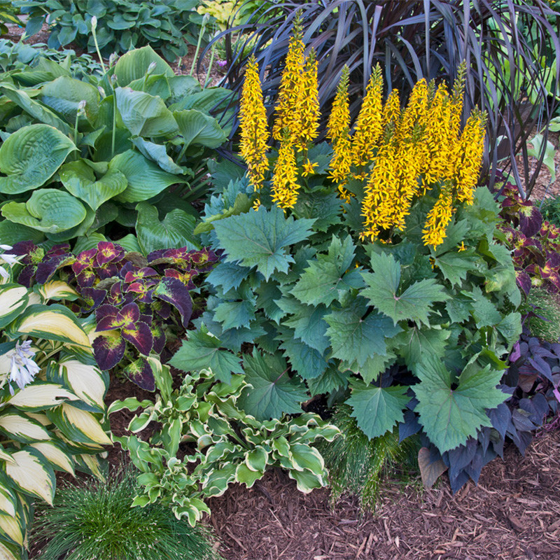 Bottle Rocket Ligularia | Plant Addicts