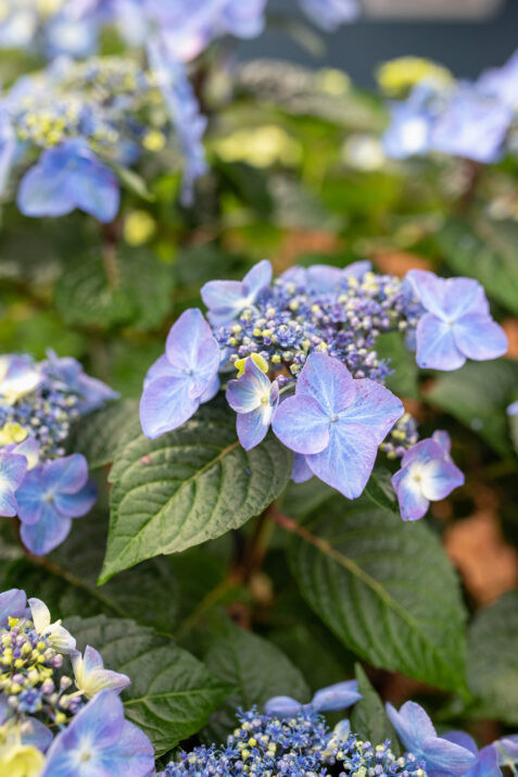 Endless Summer® Pop Starâ ¢ Hydrangea | Plant Addicts