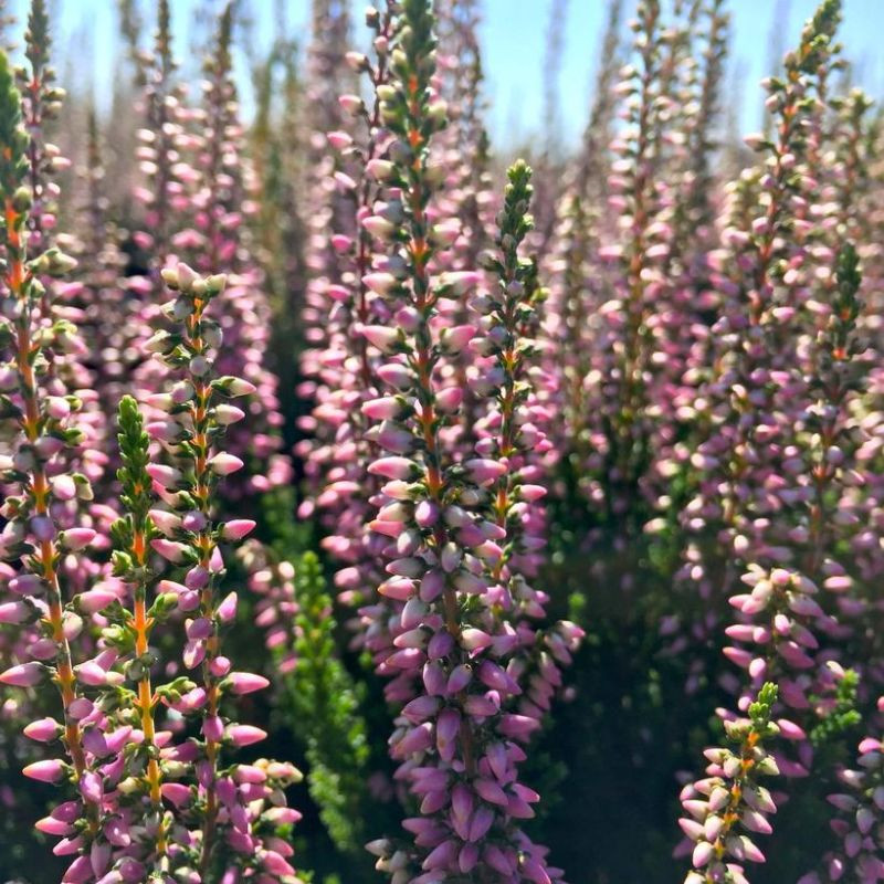 Tib Summer Heather | Plant Addicts
