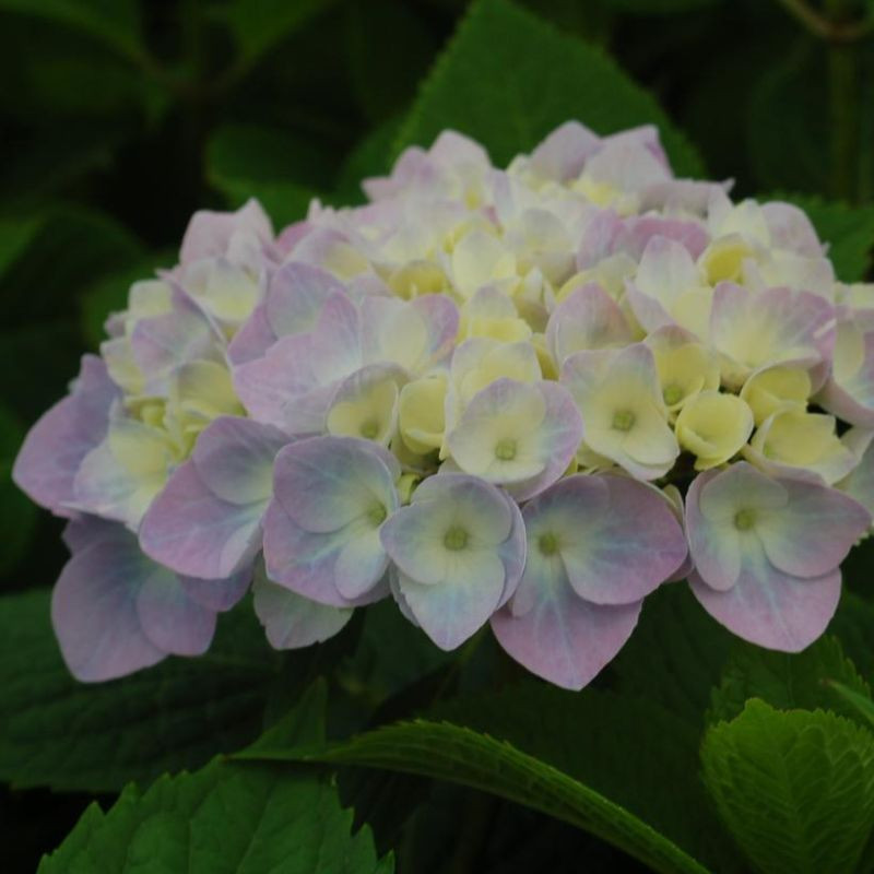 Blue Billow Hydrangea | Plant Addicts