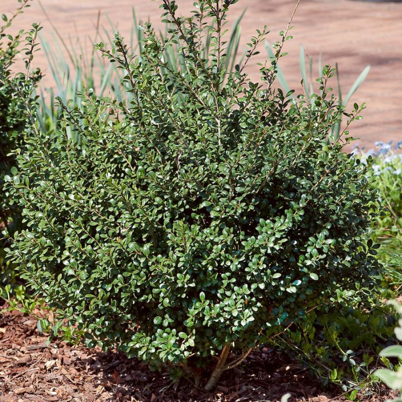 Hoogendorn Japanese Holly | Plant Addicts