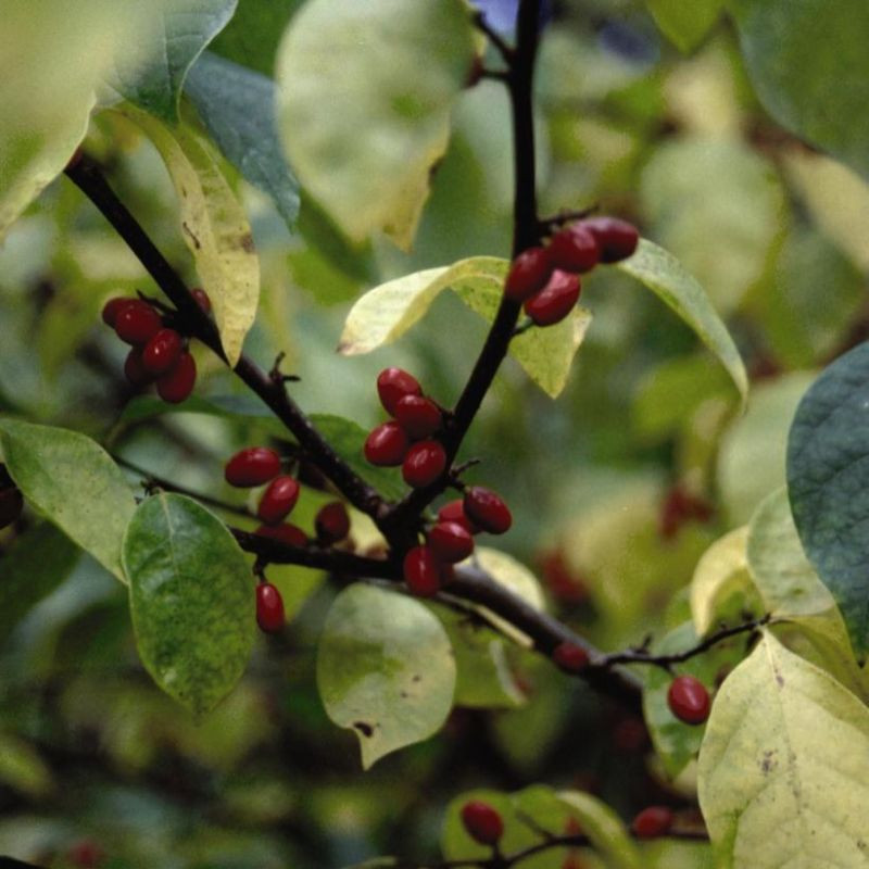 Northern Spicebush | Plant Addicts