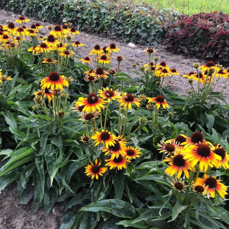 Fine Feathered™ Parrot Coneflower | Plant Addicts