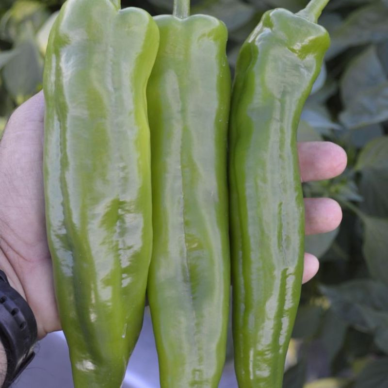 Kitchen Minis™ Hot Lemon Pepper | Plant Addicts
