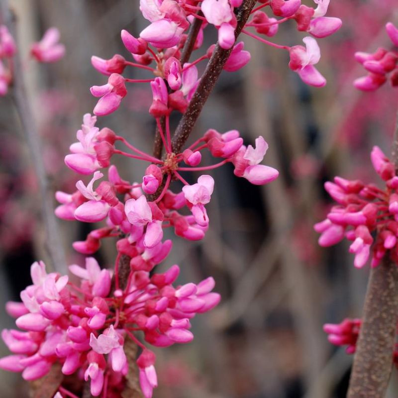 Eastern Redbud | Plant Addicts