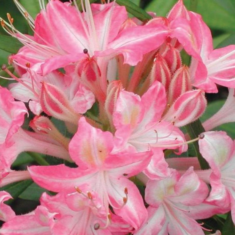 Ribbon Candy Azalea | Plant Addicts