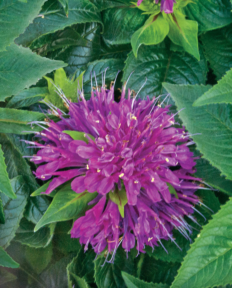 Pardon My Purple Bee Balm | Plant Addicts