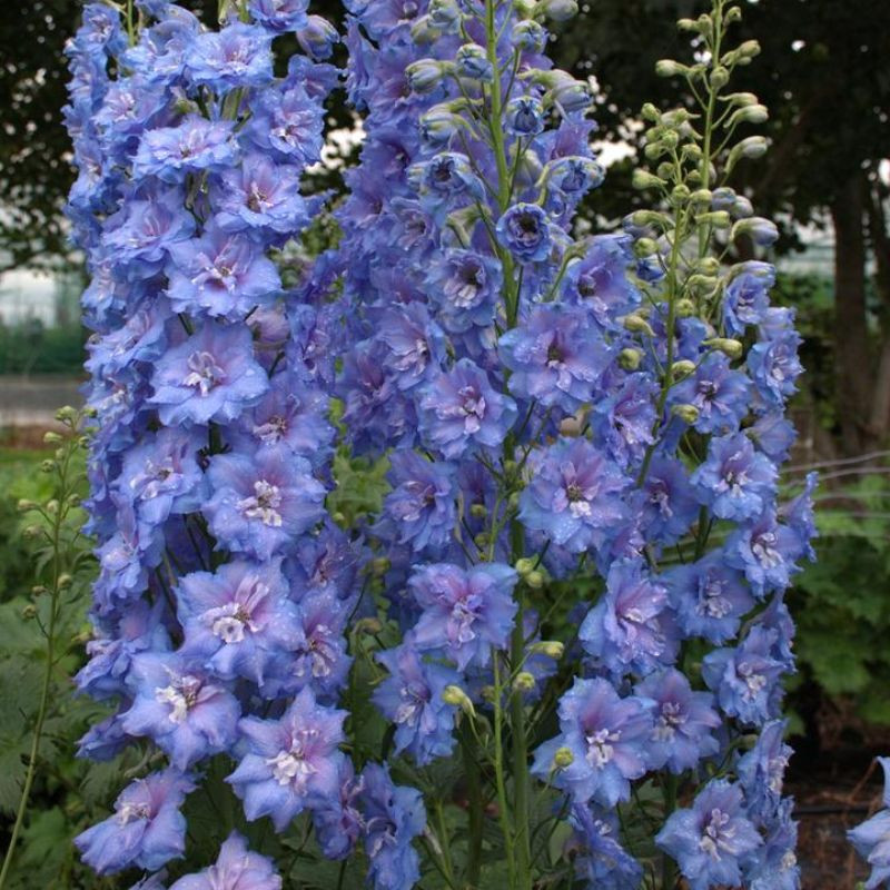 Blue Lace Bee Delphinium | Plant Addicts