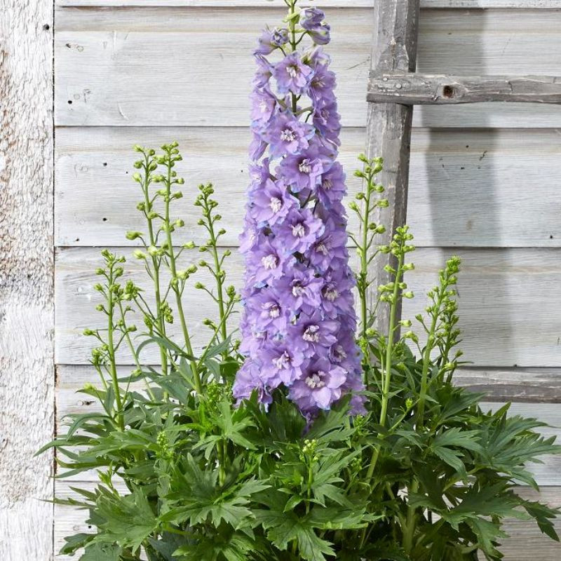 Blue Lace Bee Delphinium | Plant Addicts