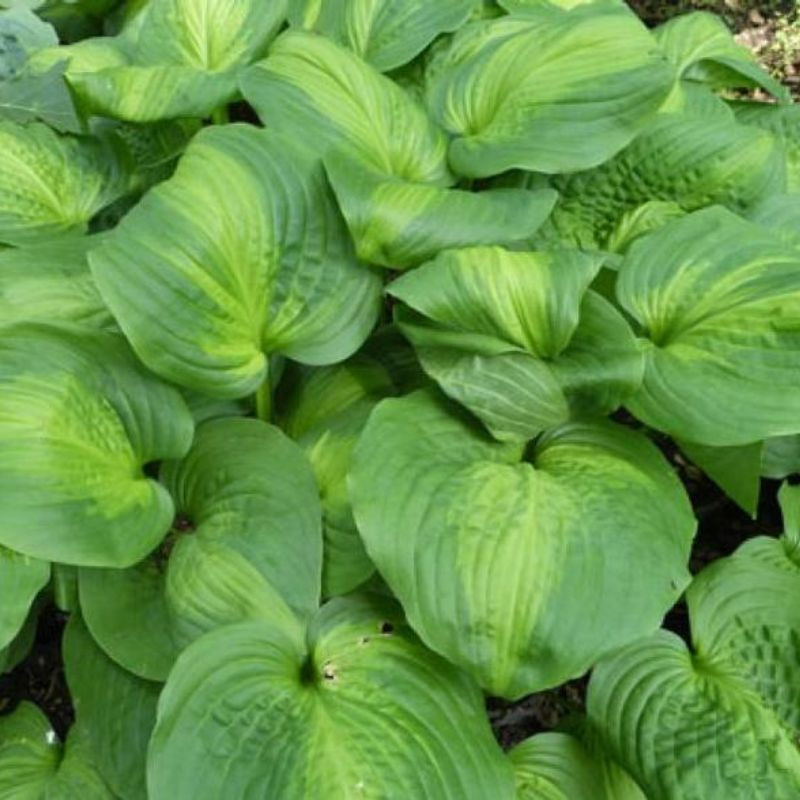Paul's Glory Hosta | Plant Addicts
