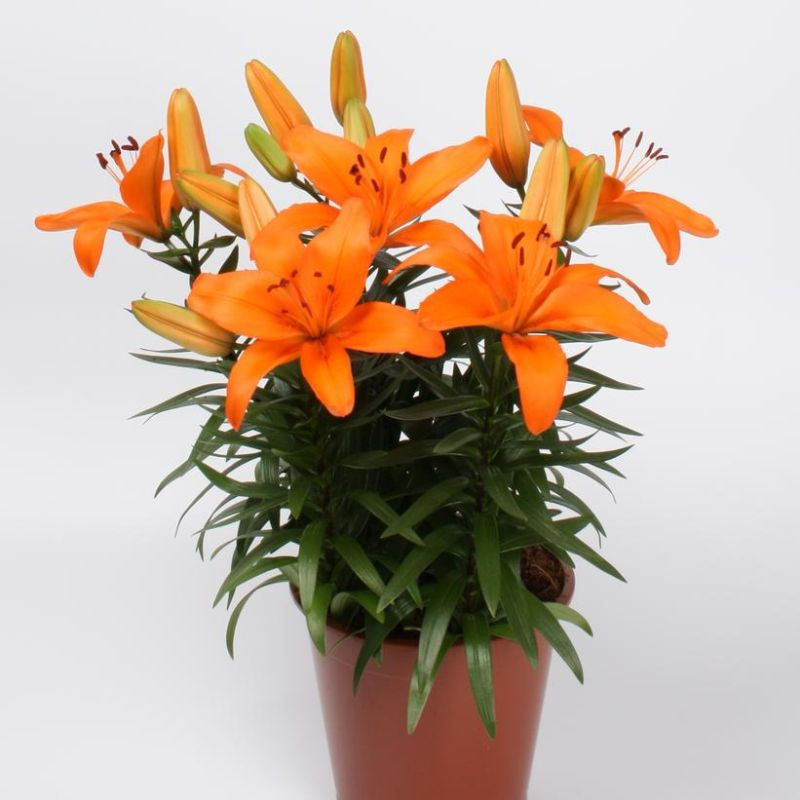 Tiny Double You Lily | Plant Addicts