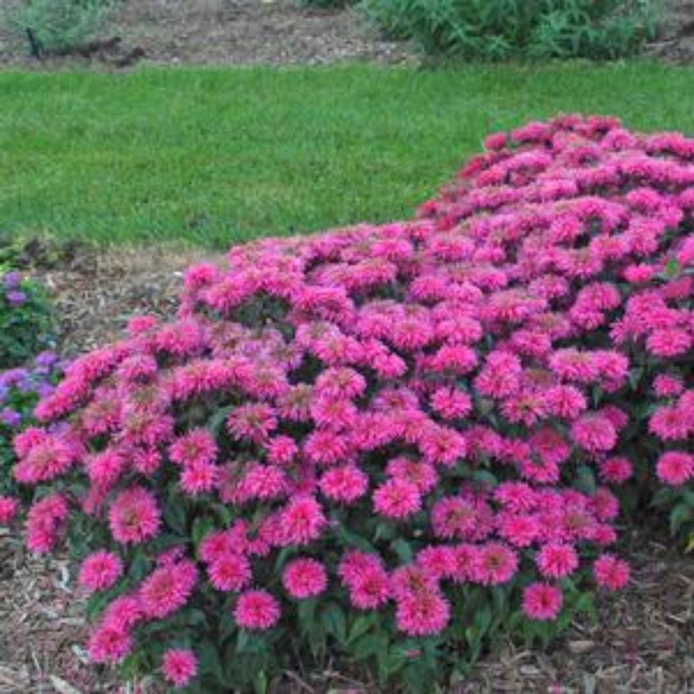 Sugar Buzz™ Bubblegum Blast Bee Balm | Plant Addicts
