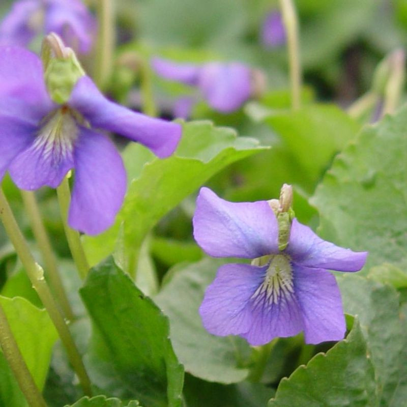 Common Blue Violet | Plant Addicts
