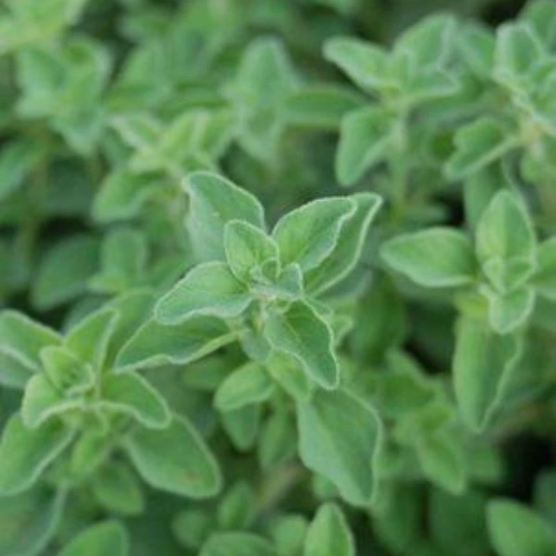 Italian Oregano | Plant Addicts